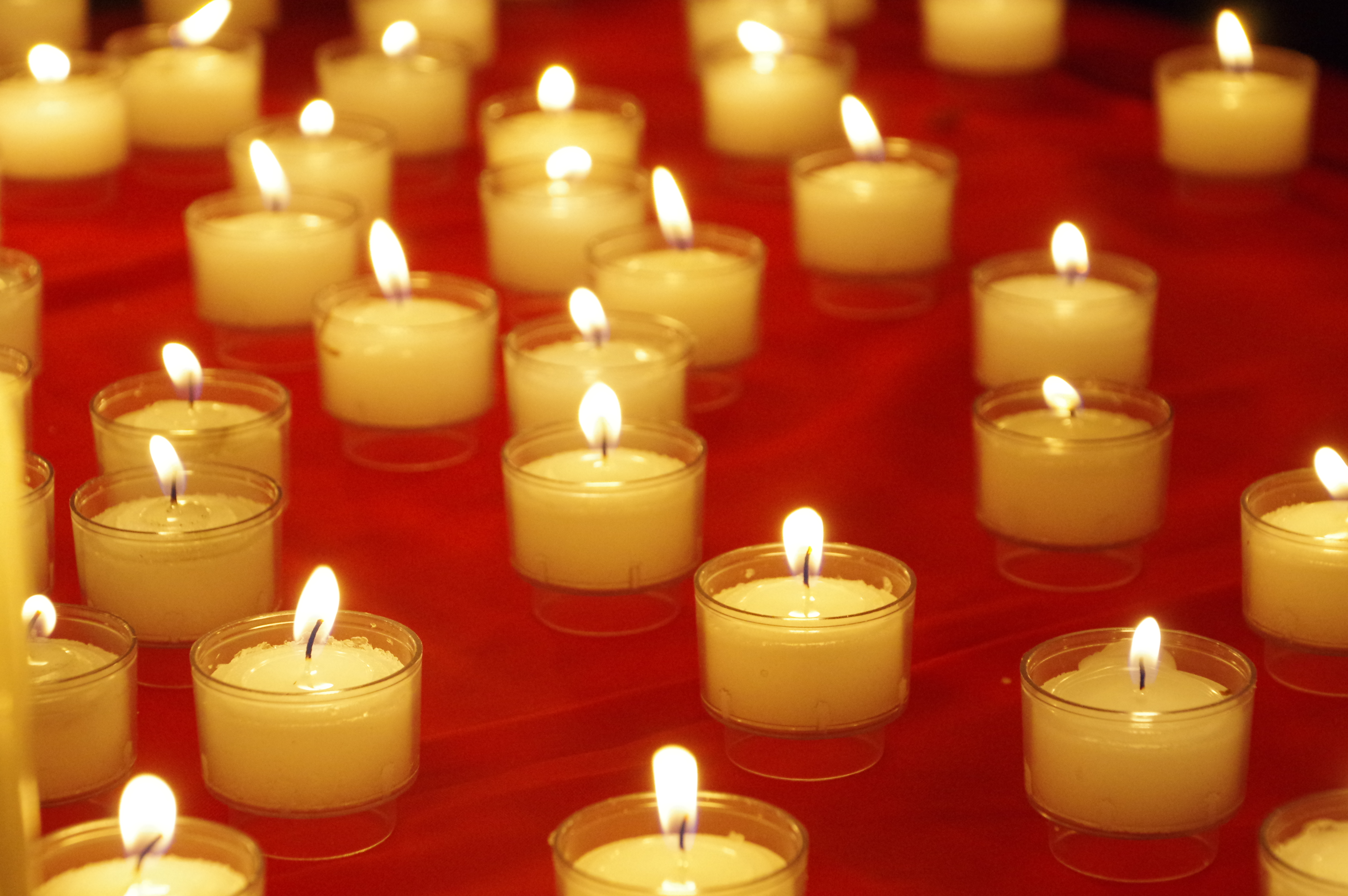 100 imágenes de REDIL