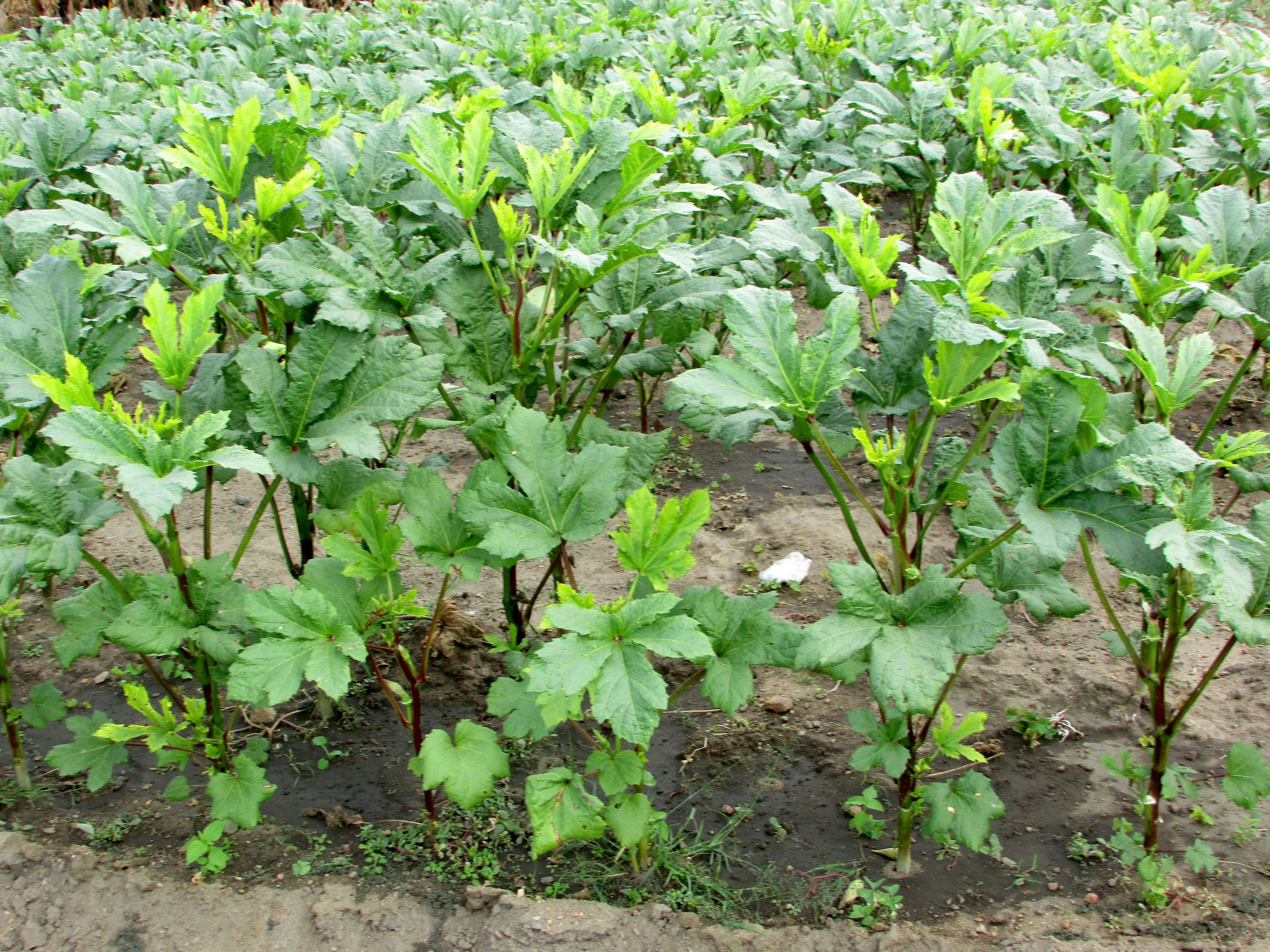 Inmates learn to grow food